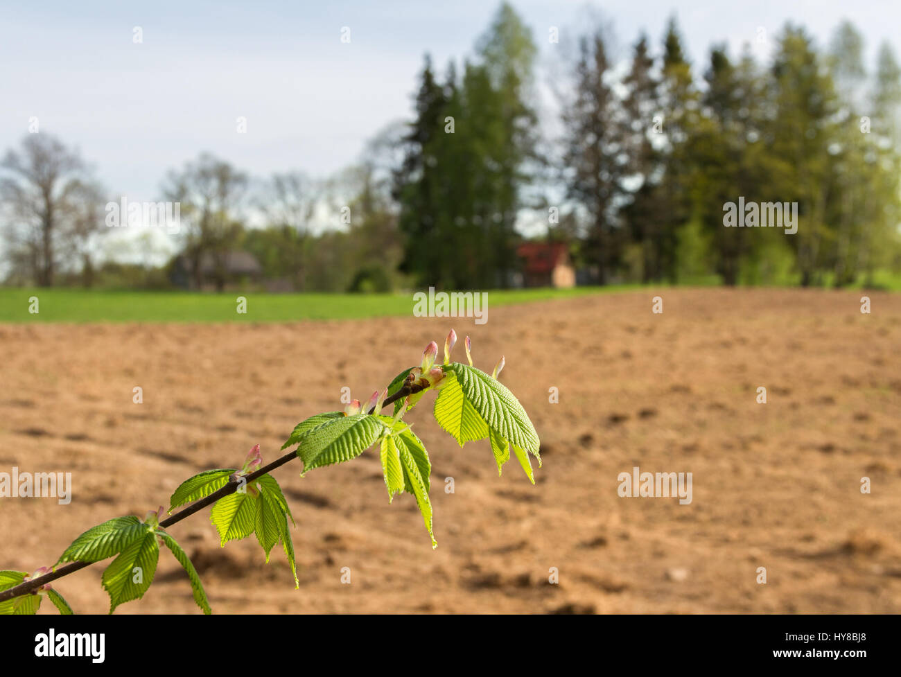Branch of tree on the detached house background Stock Photo - Alamy