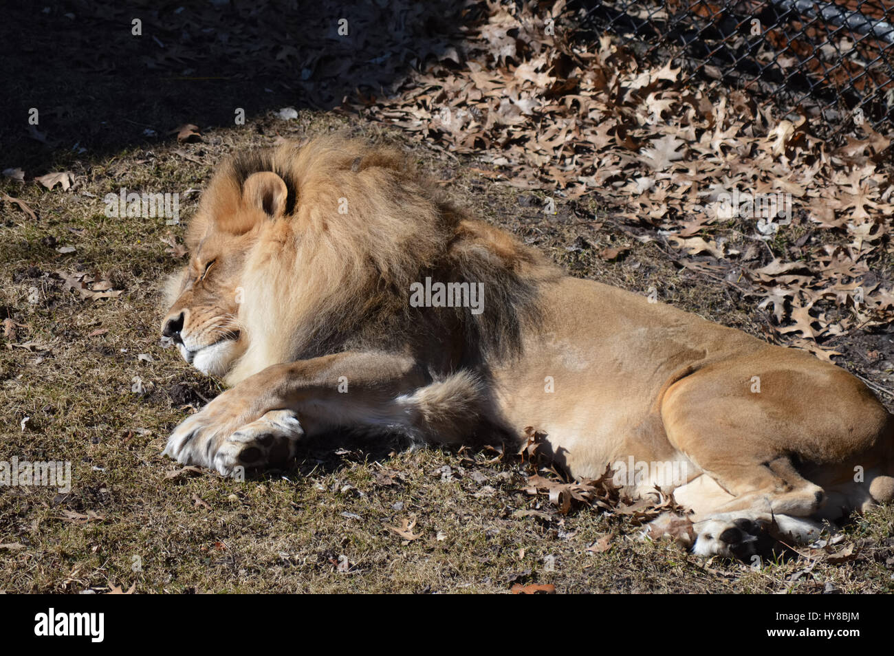 Lion side profile hi-res stock photography and images - Alamy