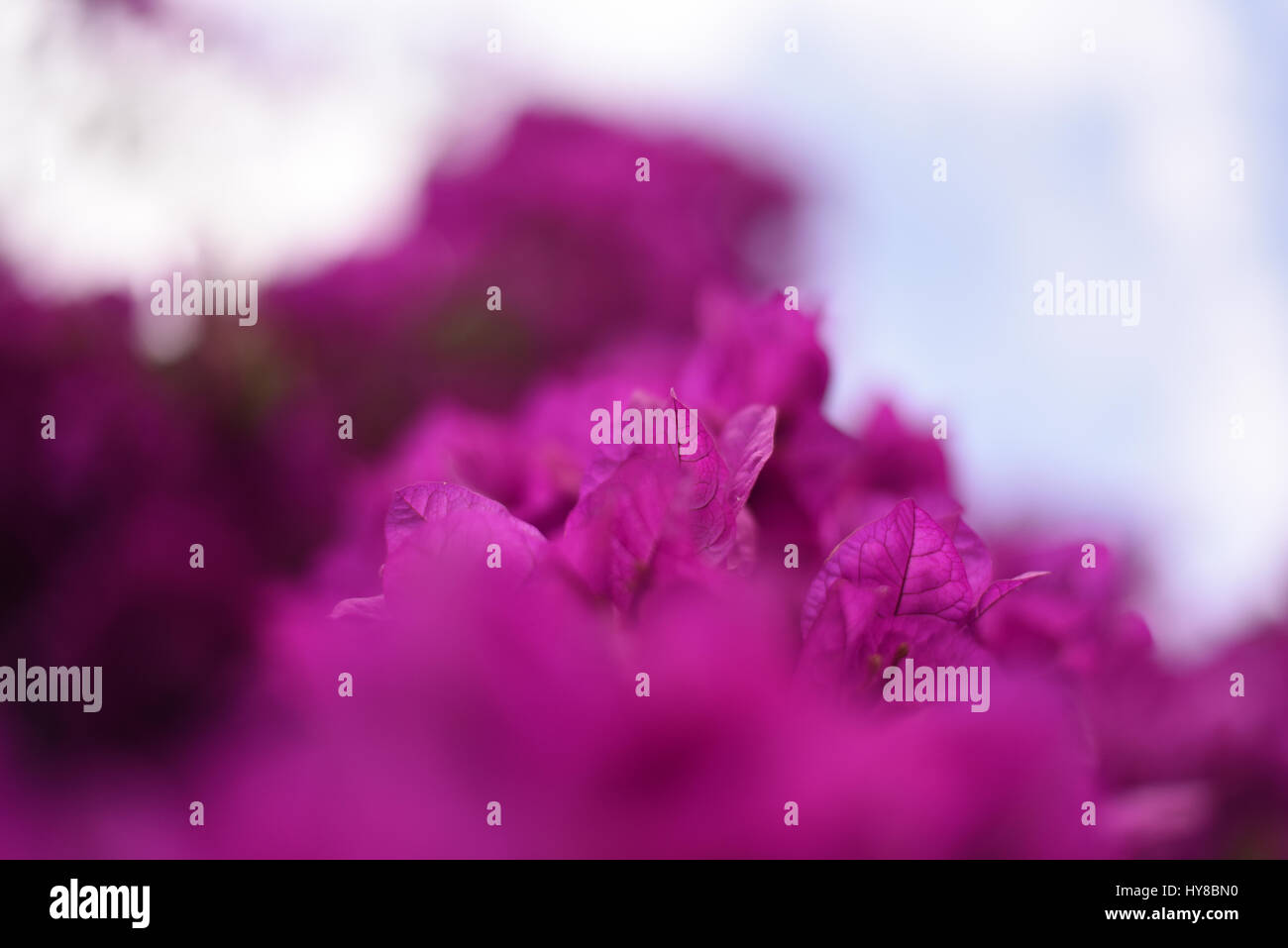 Spring flowers trees blossom Stock Photo - Alamy