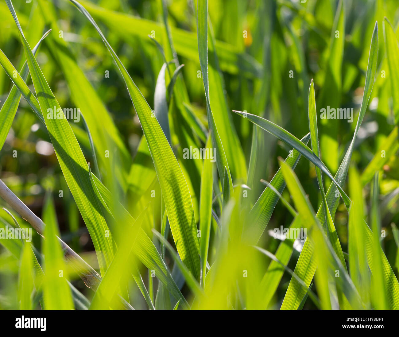Beautiful spring field with fresh long green grass Stock Photo - Alamy