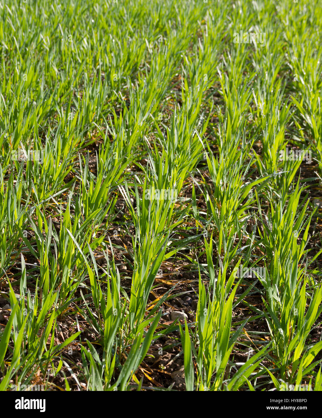Beautiful spring field with fresh long green grass Stock Photo - Alamy
