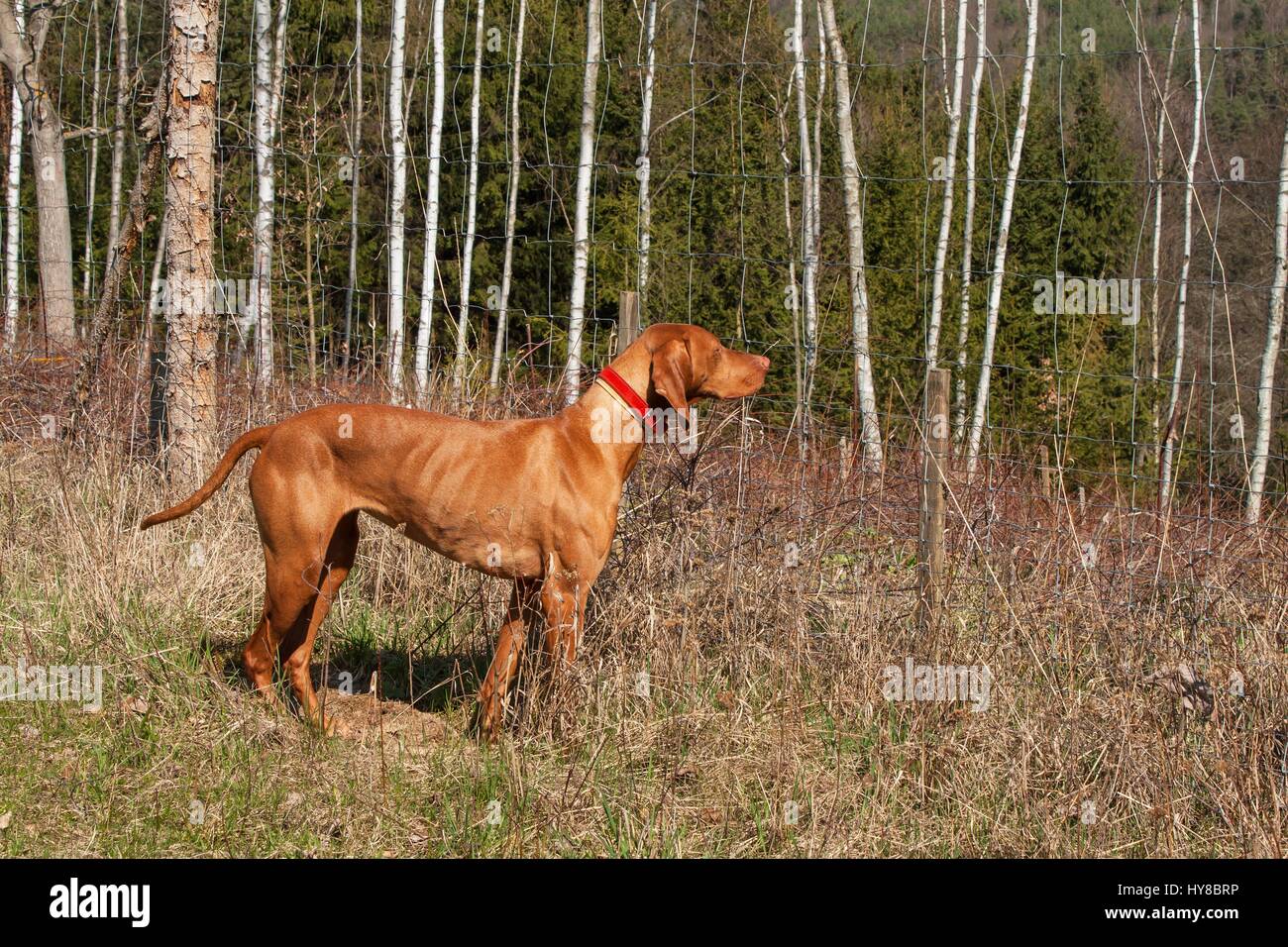 Hungarian hound hunting. Hunting dog Viszla. A spring day Stock Photo ...