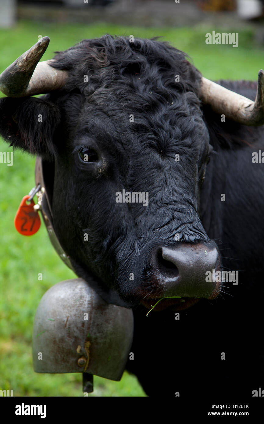 Cow bell hi-res stock photography and images - Alamy