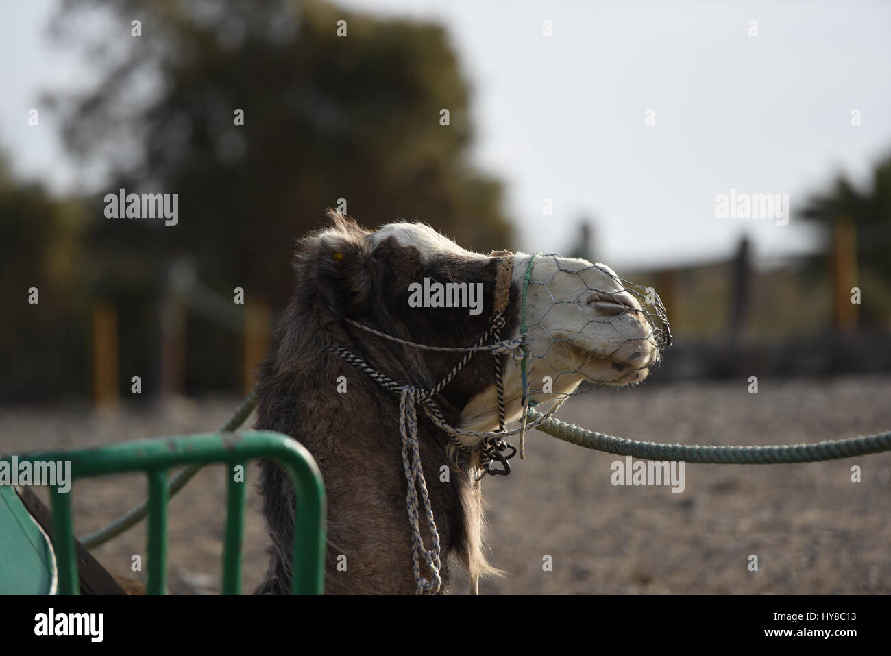 Restraint animals hi-res stock photography and images - Alamy