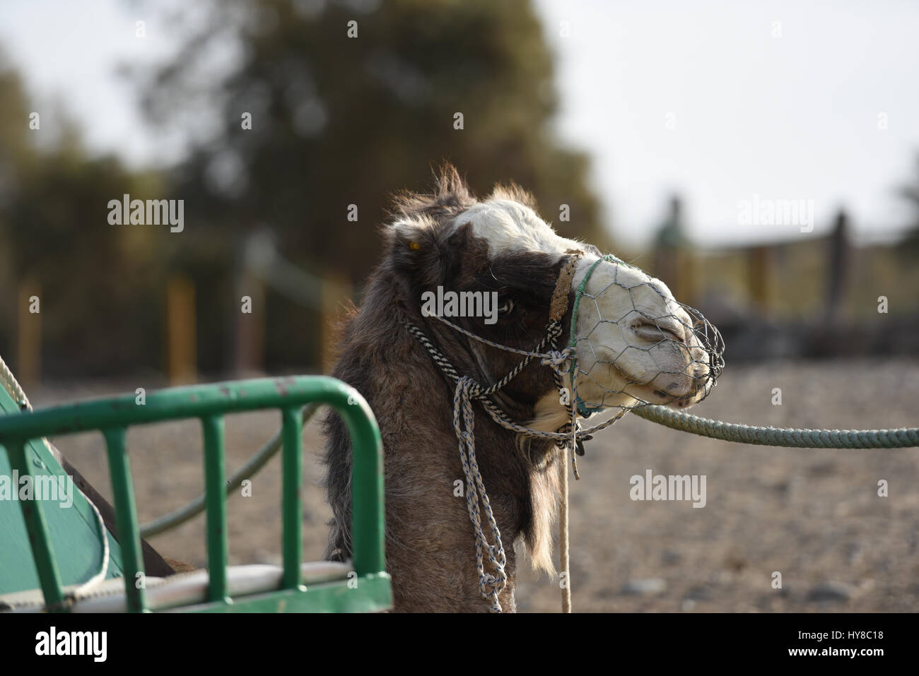 Restraint animals hi-res stock photography and images - Alamy