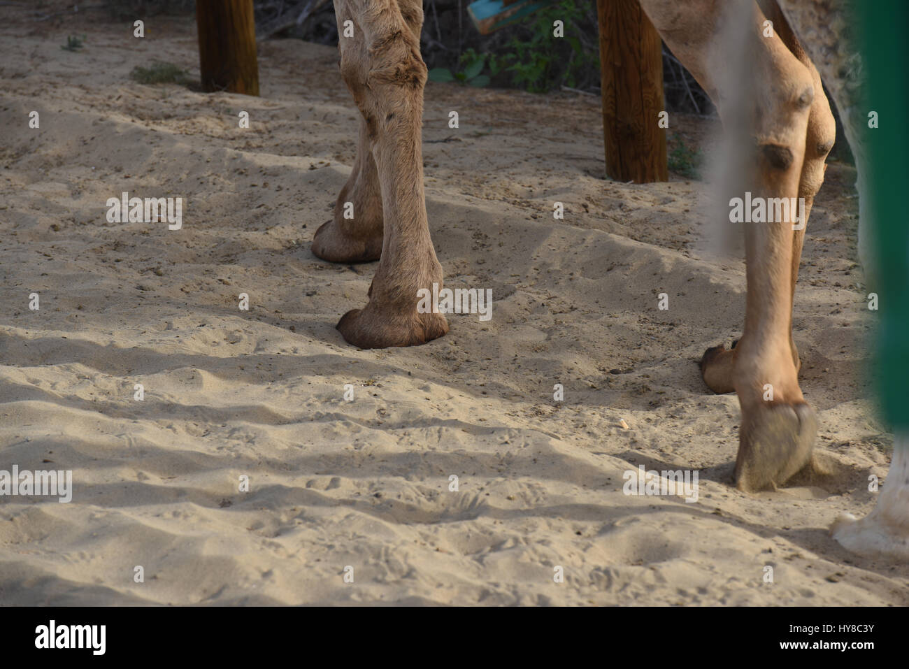 Camel legs hi-res stock photography and images - Alamy