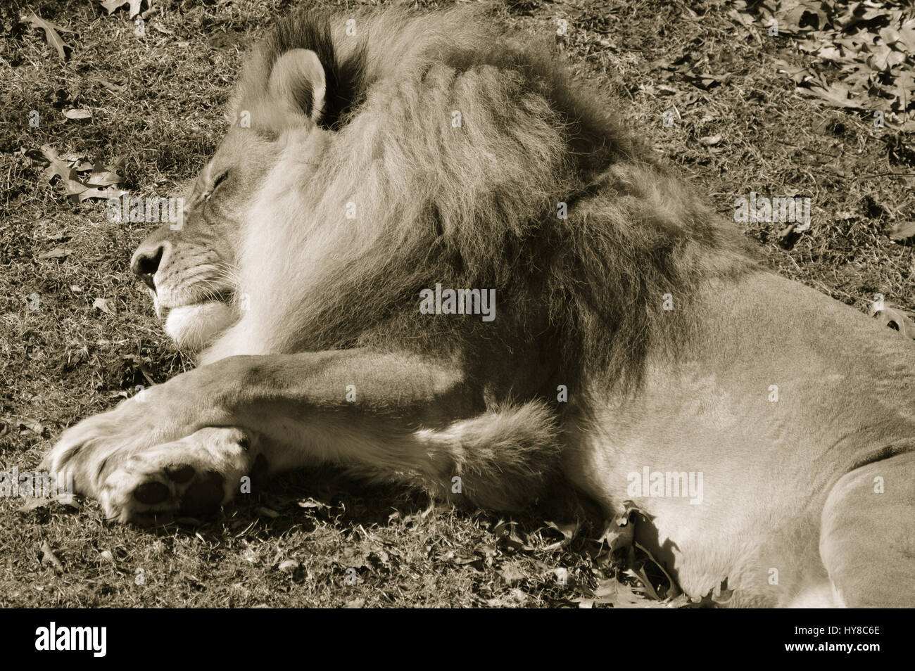 Side view lion hi-res stock photography and images - Alamy