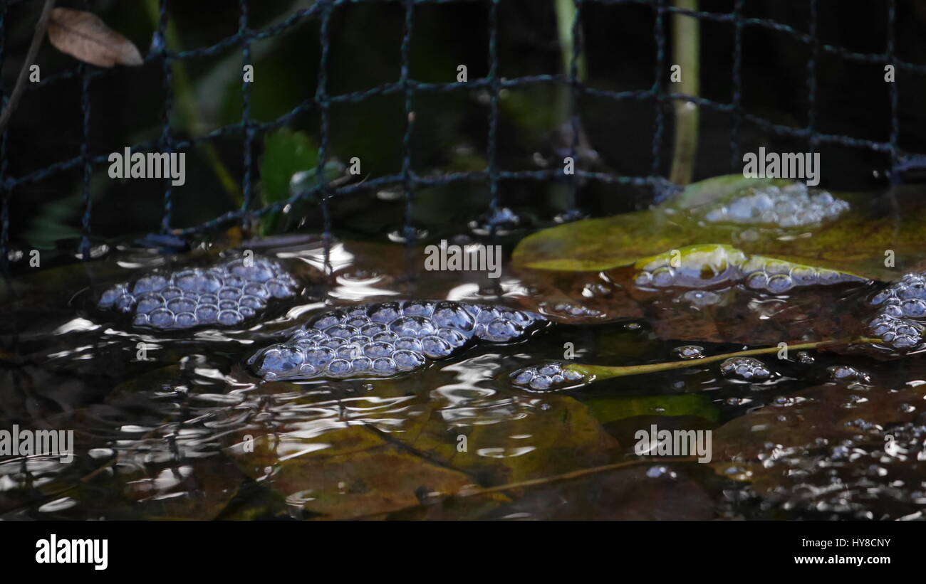 Pond with net hi-res stock photography and images - Alamy