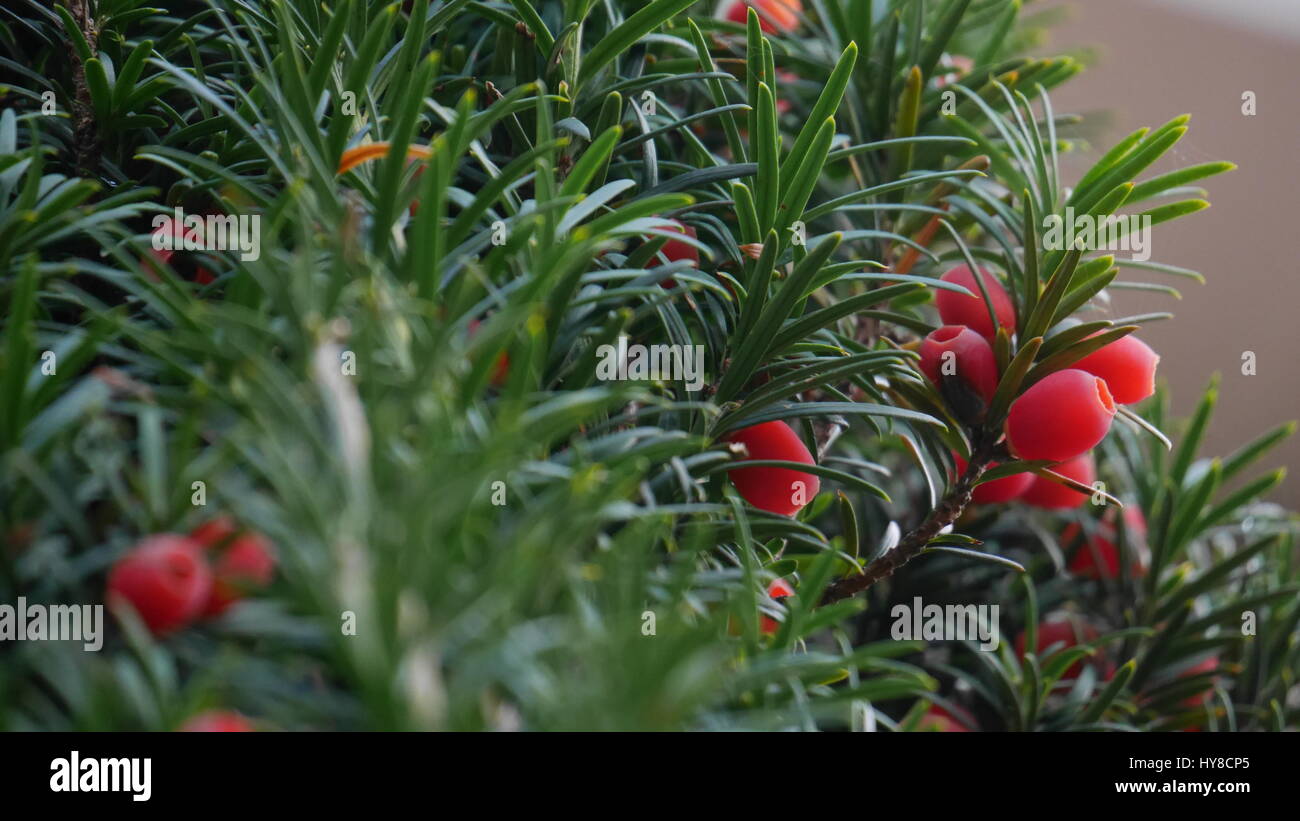 Yew taxus baccata foliage berries hi-res stock photography and images ...