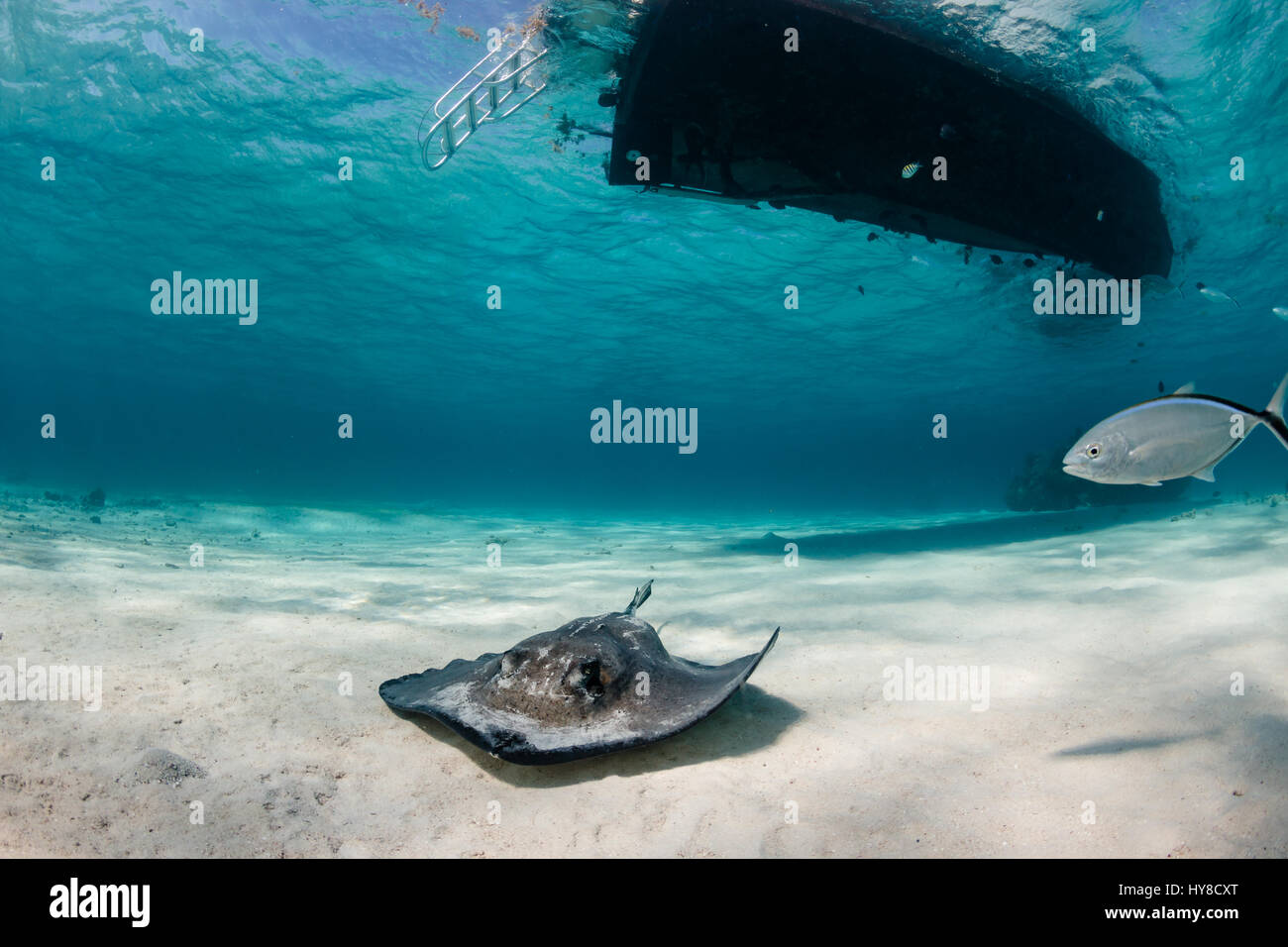 Stingray swimming underneath a boat Stock Photo - Alamy