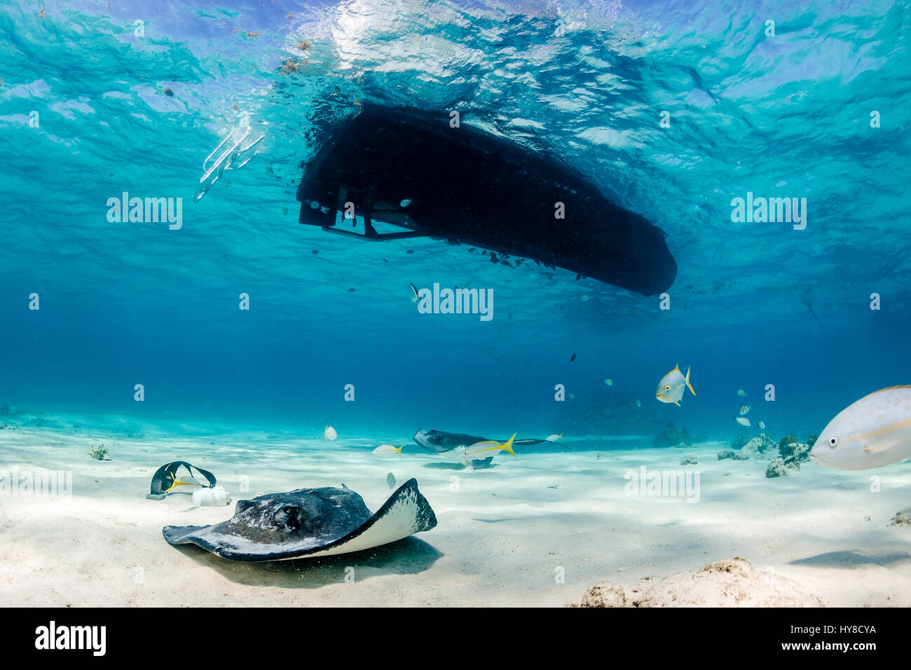 Tropical fish and stingrays swim underneath a boat Stock Photo - Alamy