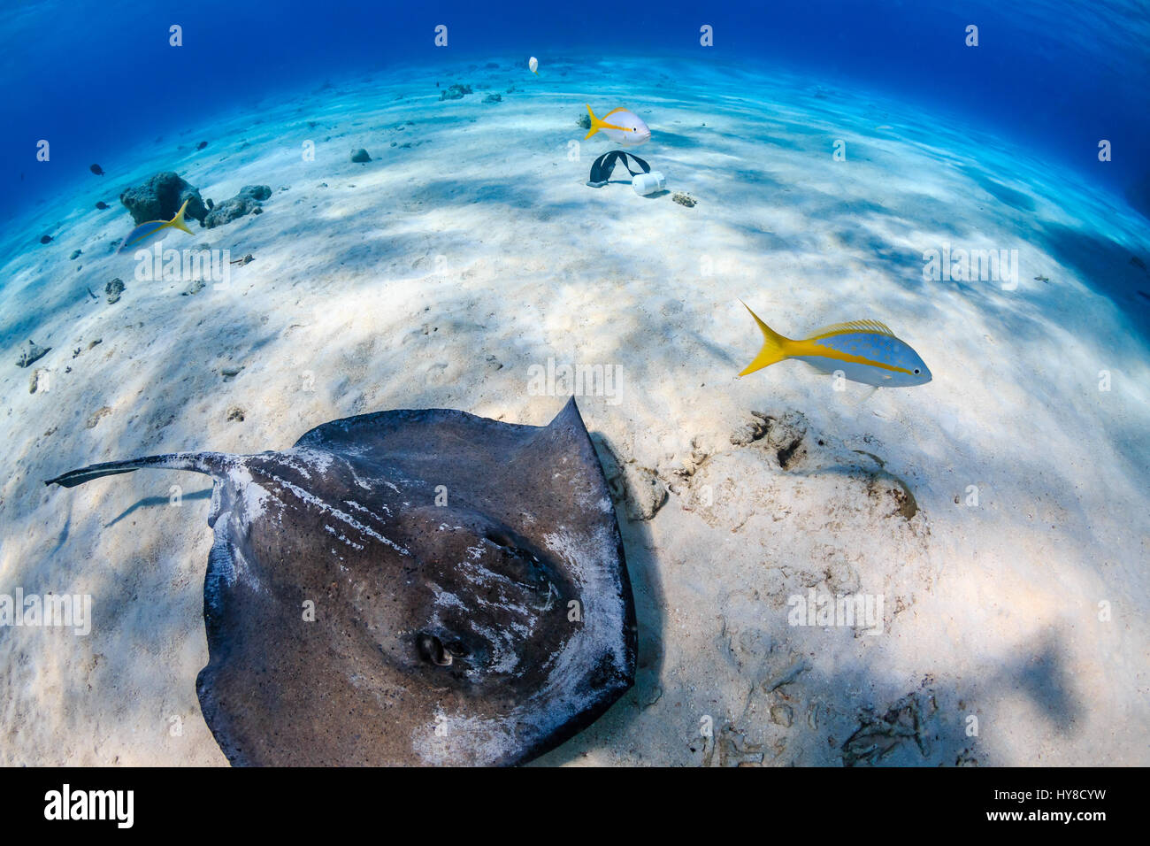 Atlantic Stingrays Stock Photos & Atlantic Stingrays Stock Images - Alamy