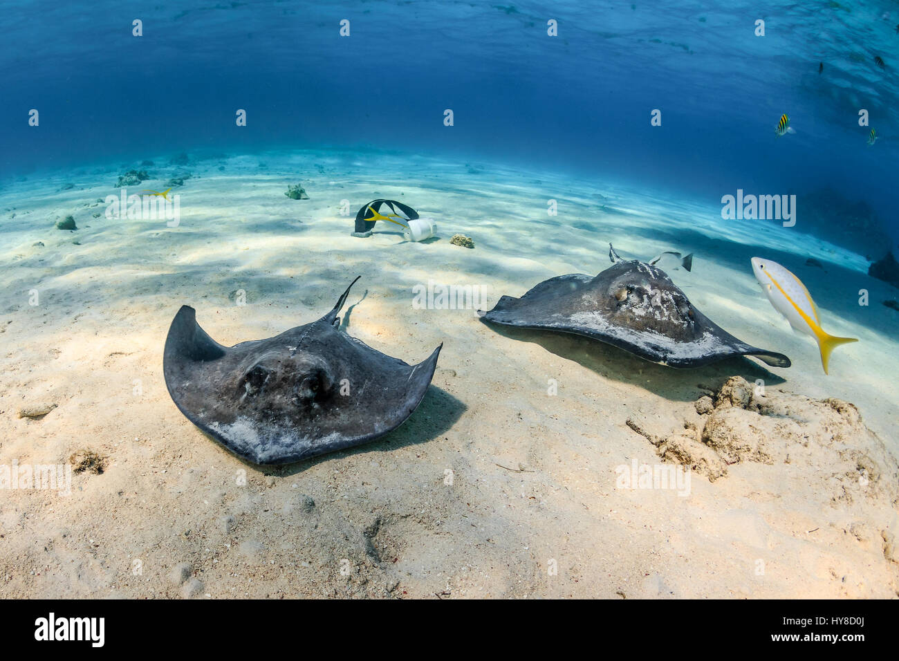 Southern stingrays hi-res stock photography and images - Alamy