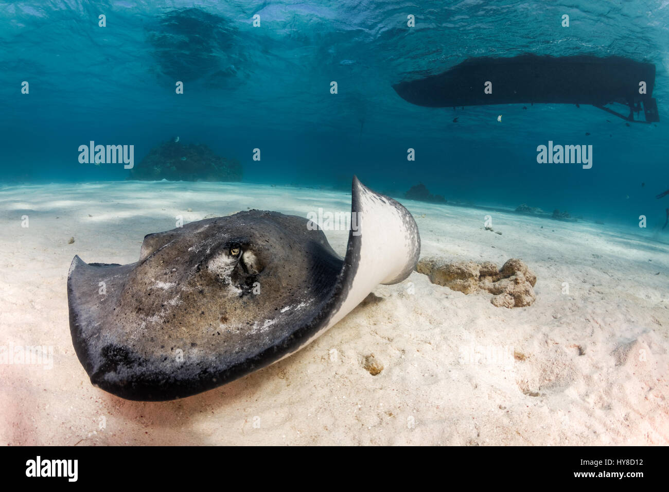 Southern Stingray in a sandy lagoon underneath a boat Stock Photo - Alamy