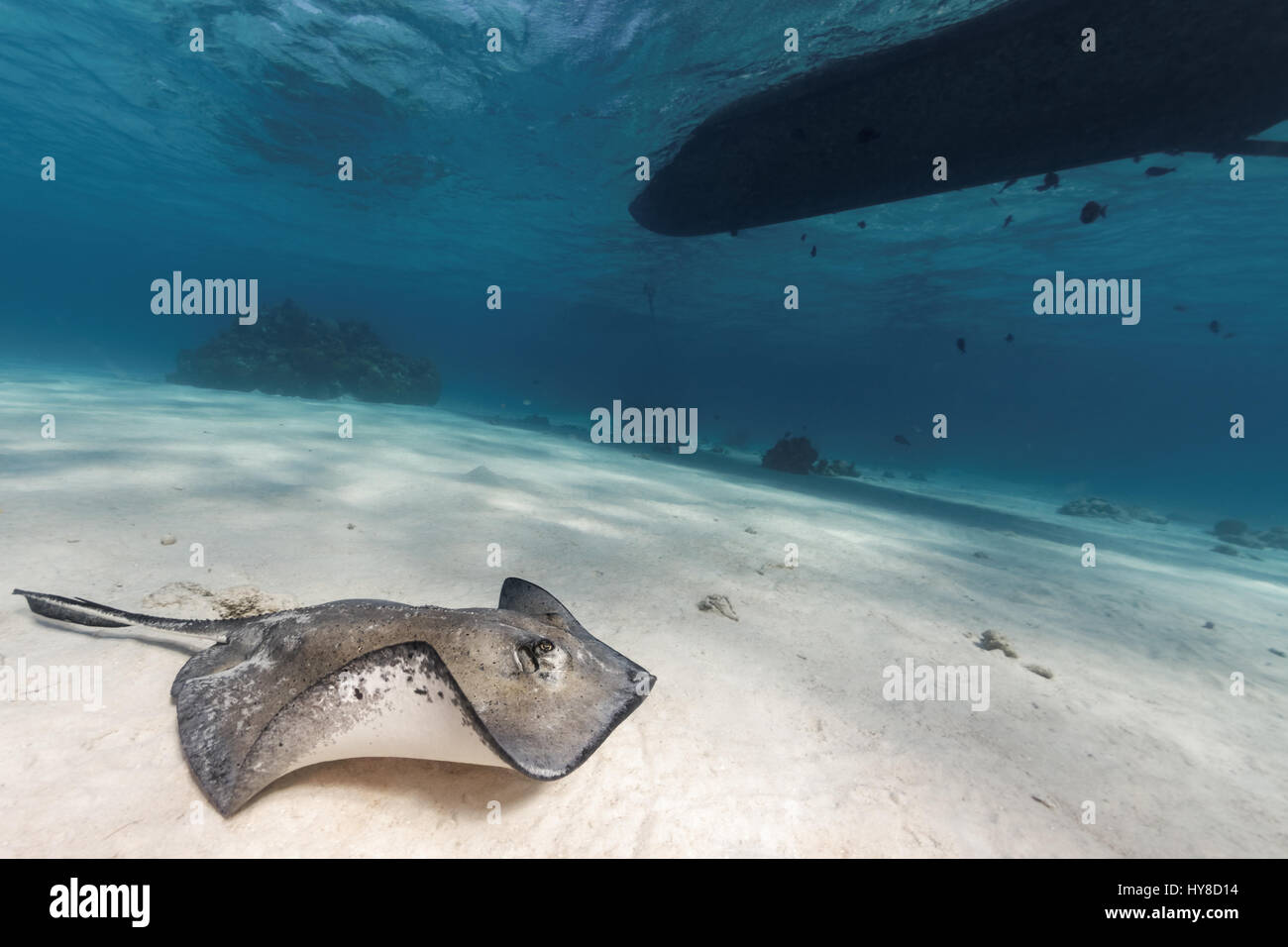 Happy stingray hi-res stock photography and images - Alamy