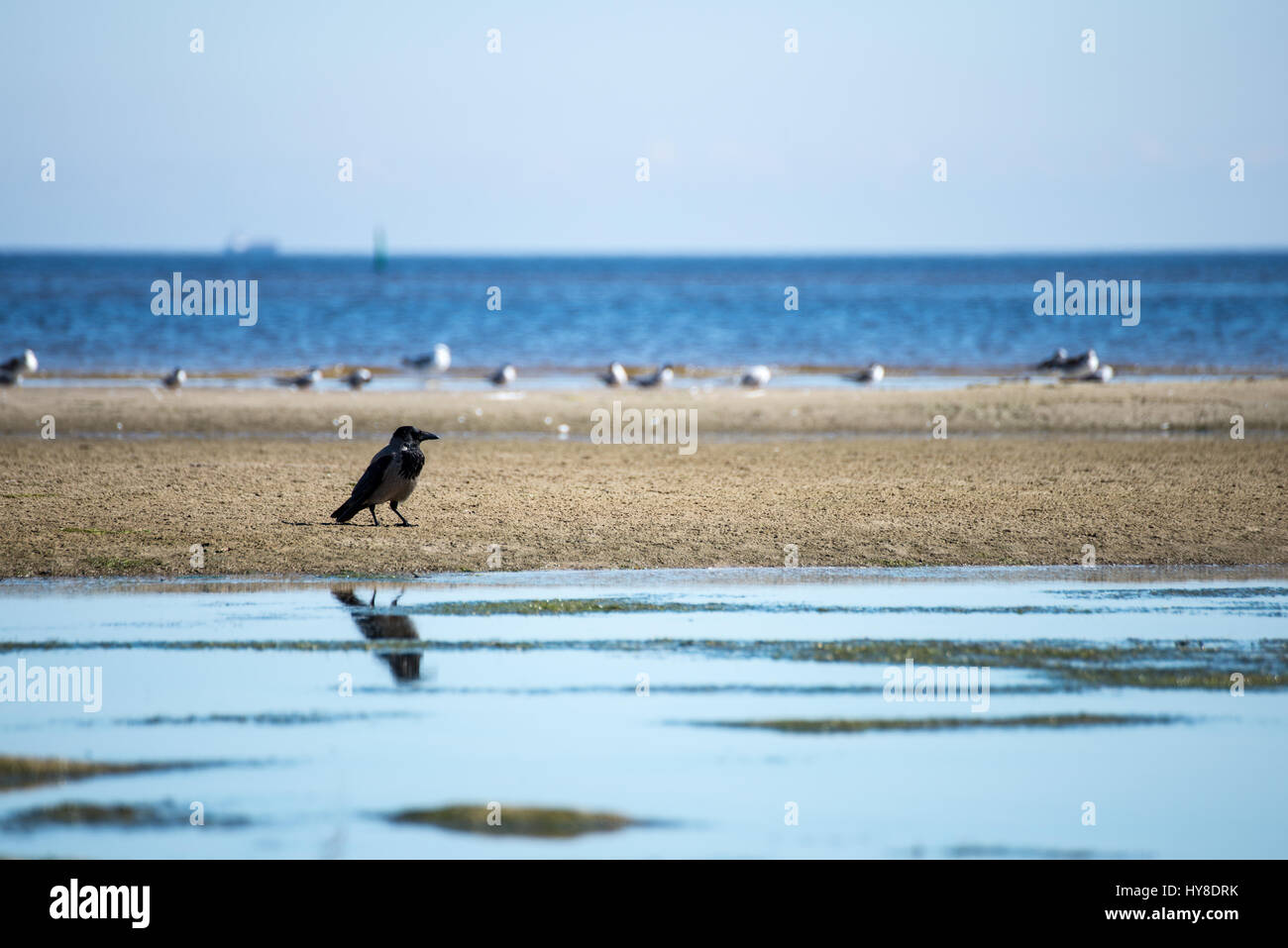 crow sitting on the beach Stock Photo - Alamy