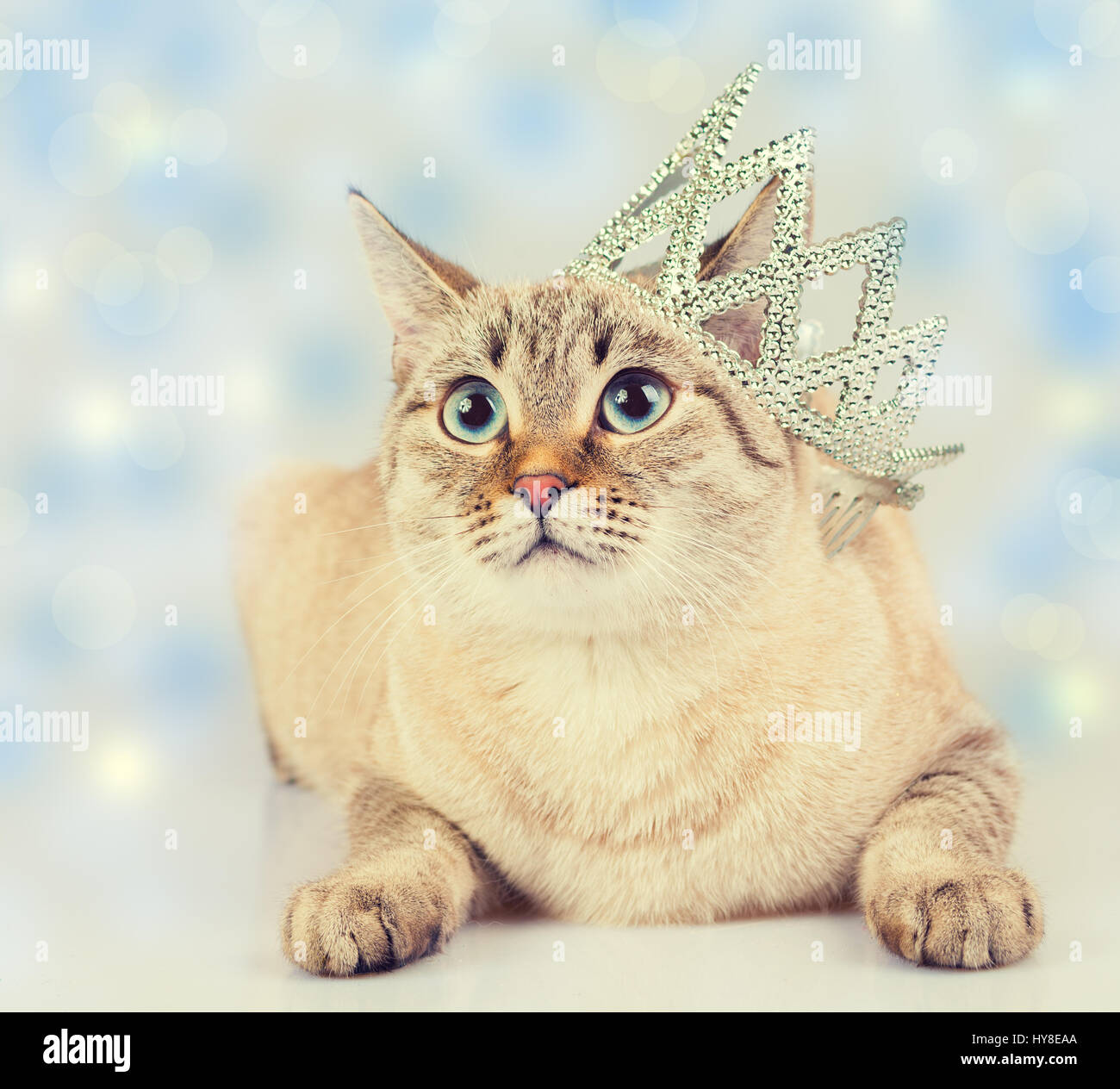 Cat wearing crown hi-res stock photography and images - Alamy