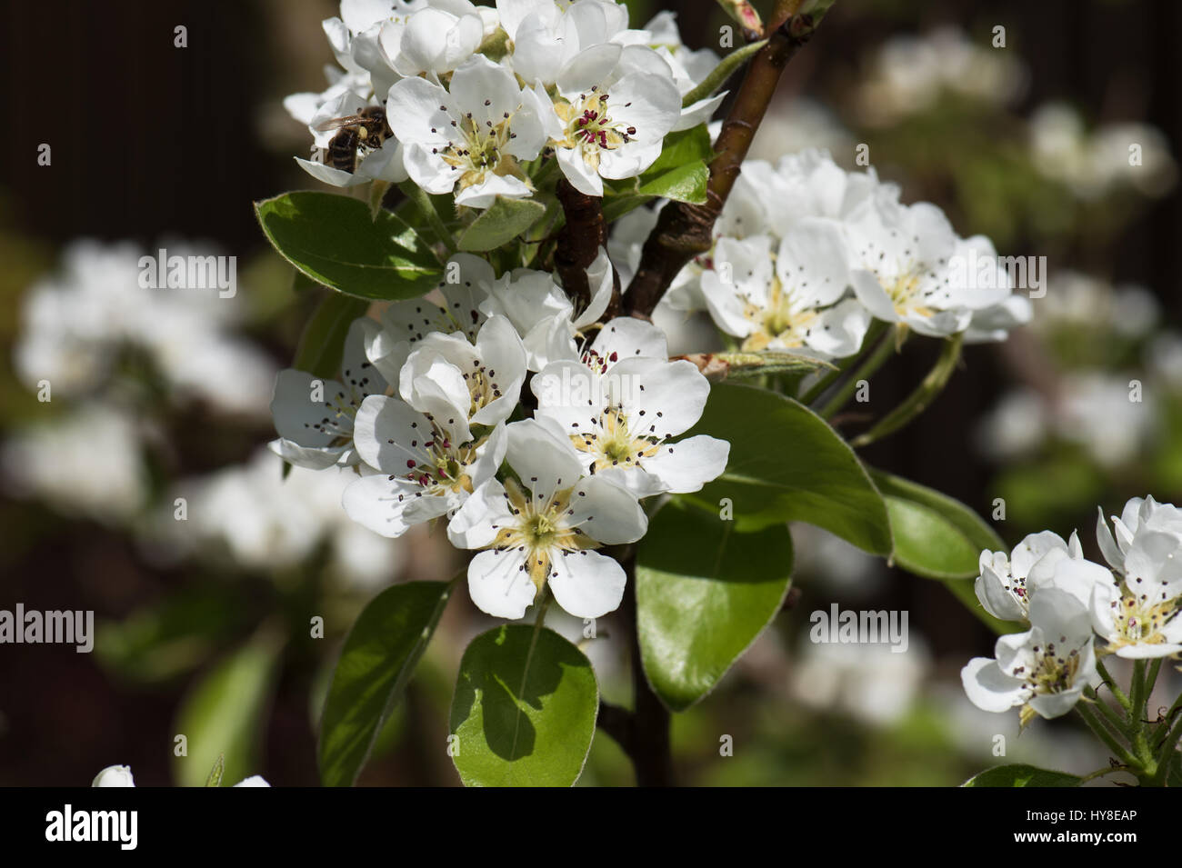 Conference pear tree in flower hi-res stock photography and images - Alamy