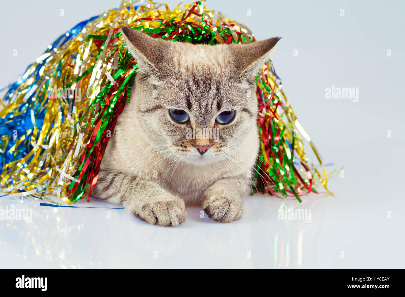 Cat cowered with Christmas tinsel Stock Photo - Alamy