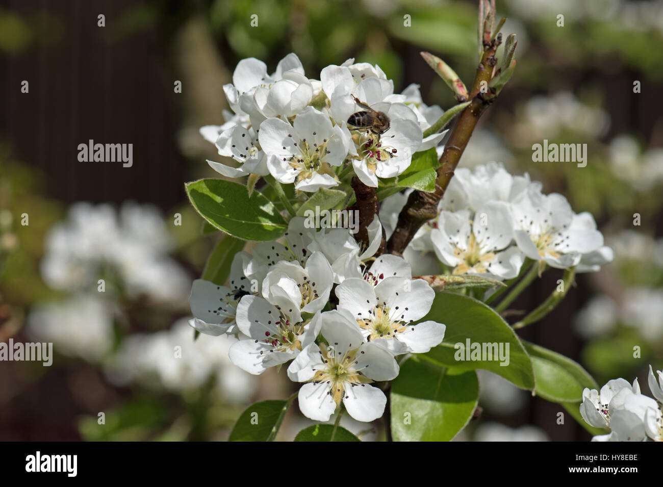 Conference pear blossom Stock Photo - Alamy