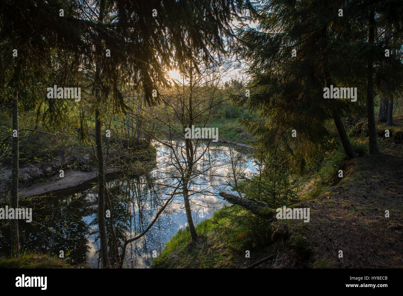 beautiful river in forest with reflections and trees on both sides of ...