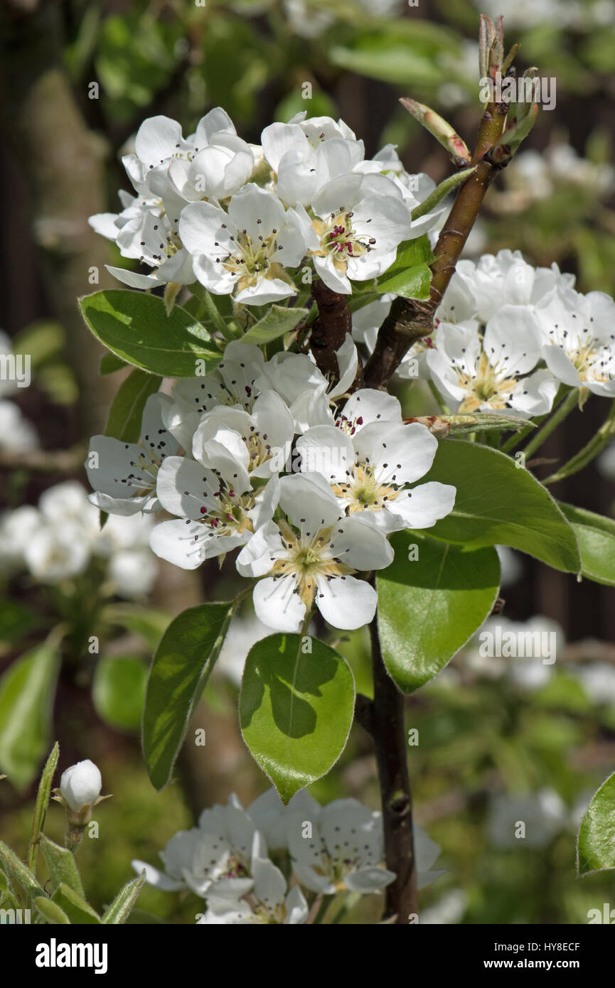 Conference pear tree in flower hi-res stock photography and images - Alamy