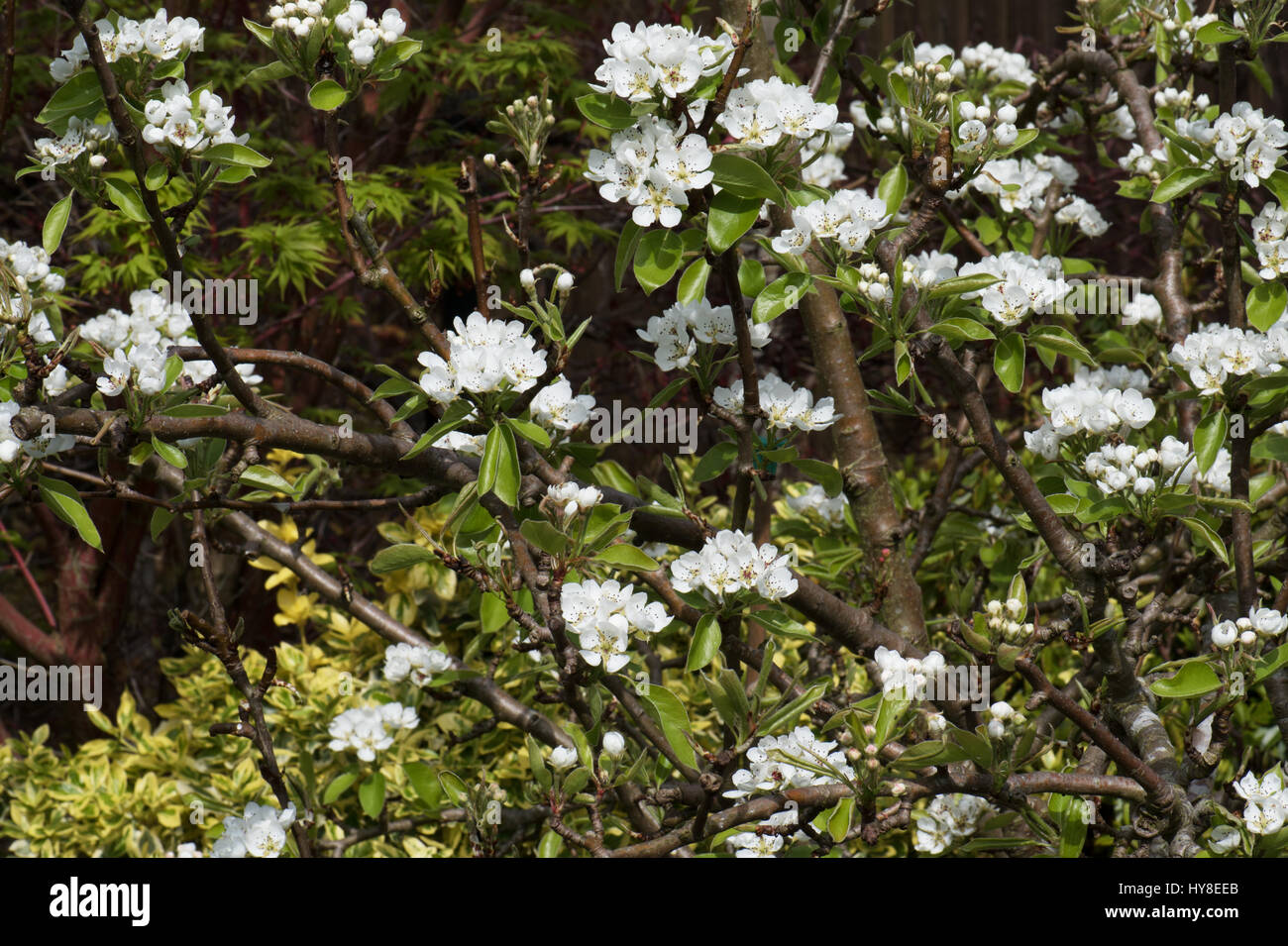 Conference pear blossom Stock Photo - Alamy