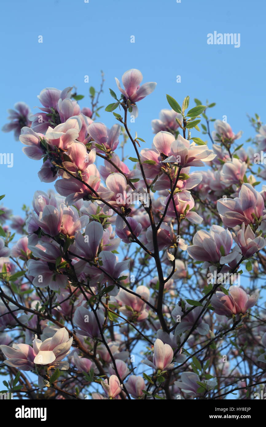 Blue sky, spring flowers hi-res stock photography and images - Alamy