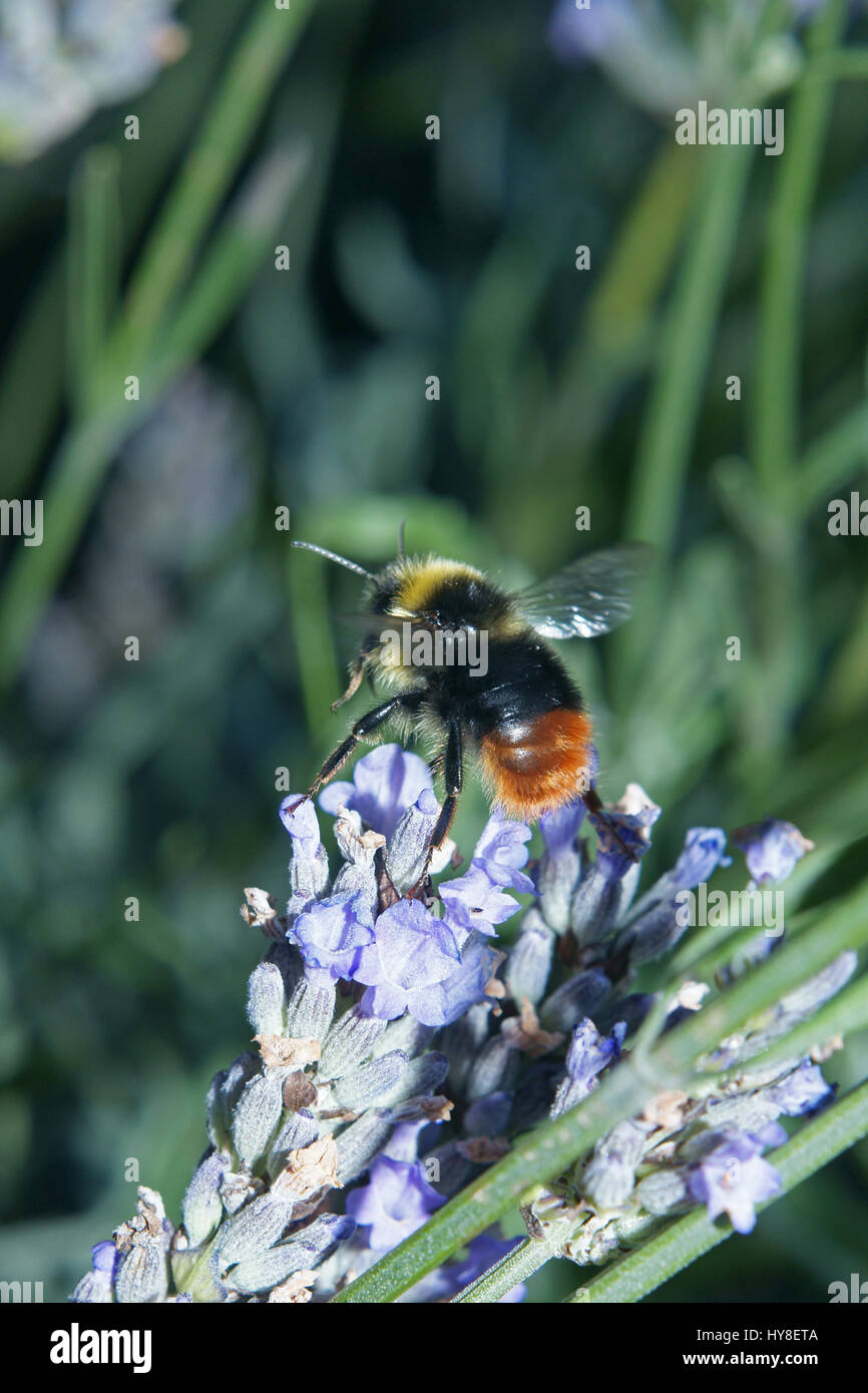 Red tailed bumblebee uk hi-res stock photography and images - Alamy