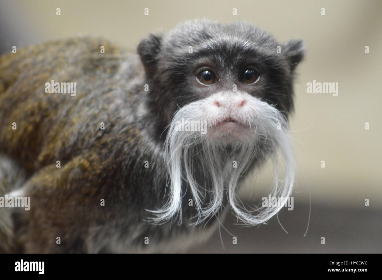 Emperor tamarin hi-res stock photography and images - Alamy