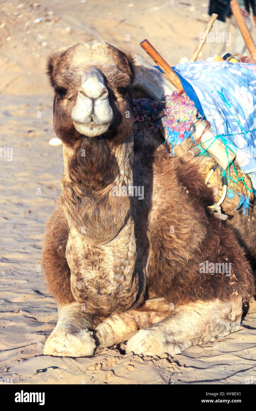 Vertical Portrait Camel Animal Sitting in Sahara Desert Oasis Merzouga ...