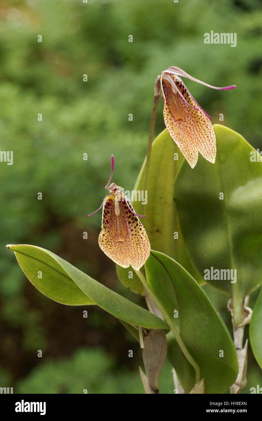 Restrepia High Resolution Stock Photography and Images - Alamy