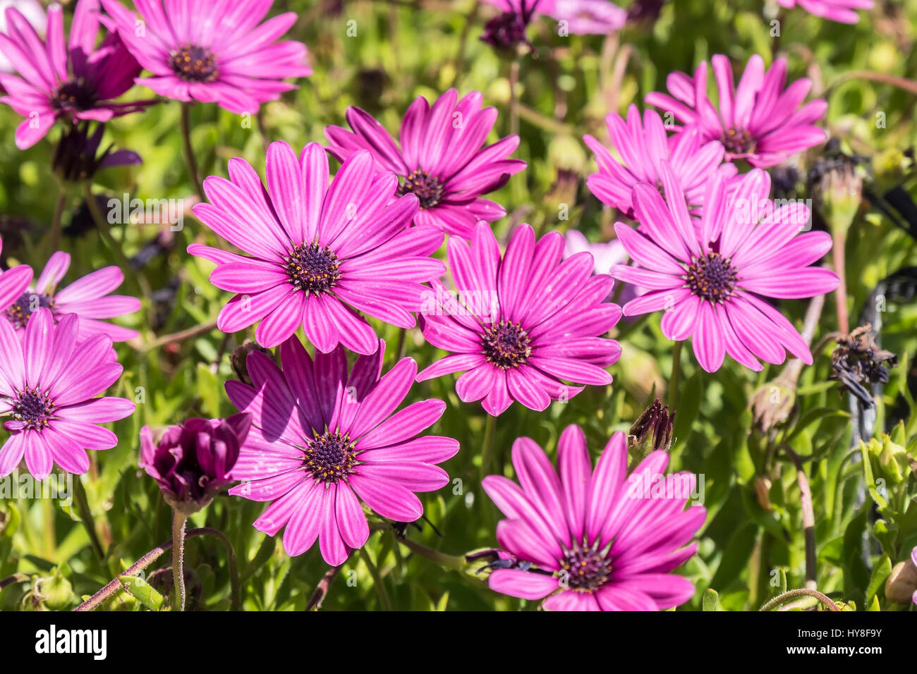 Dimorphotheca ecklonis pink flowers Stock Photo - Alamy
