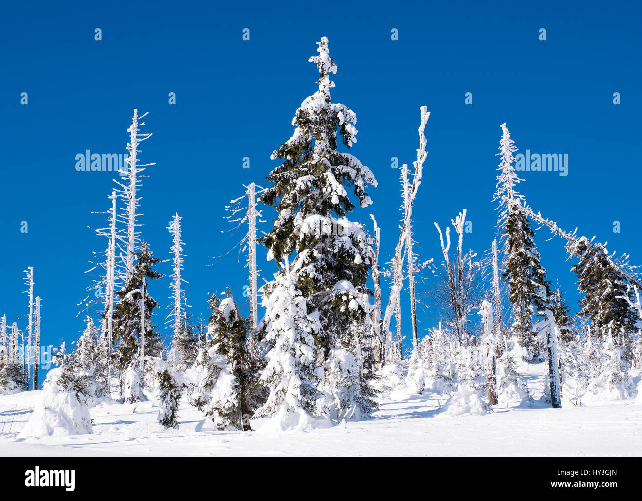 Wald mit hi-res stock photography and images - Alamy