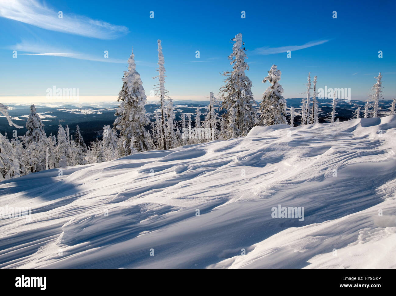 Schneeverwehungen, Waldverjüngung, Wald mit toten Bäumen im Schnee ...