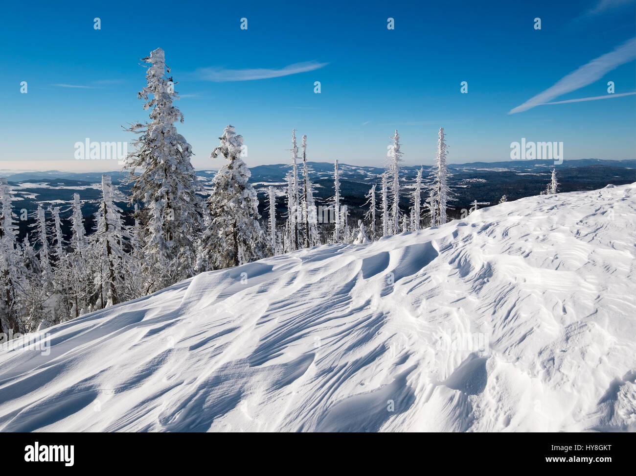 Schneeverwehungen, Waldverjüngung, Wald mit toten Bäumen im Schnee ...