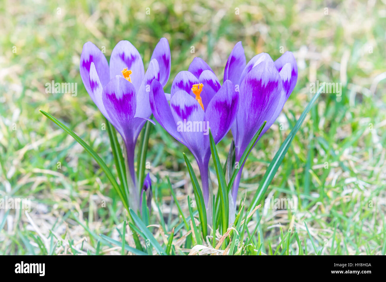 Purple flower in nature. Beautiful crocus flowers during spring ...