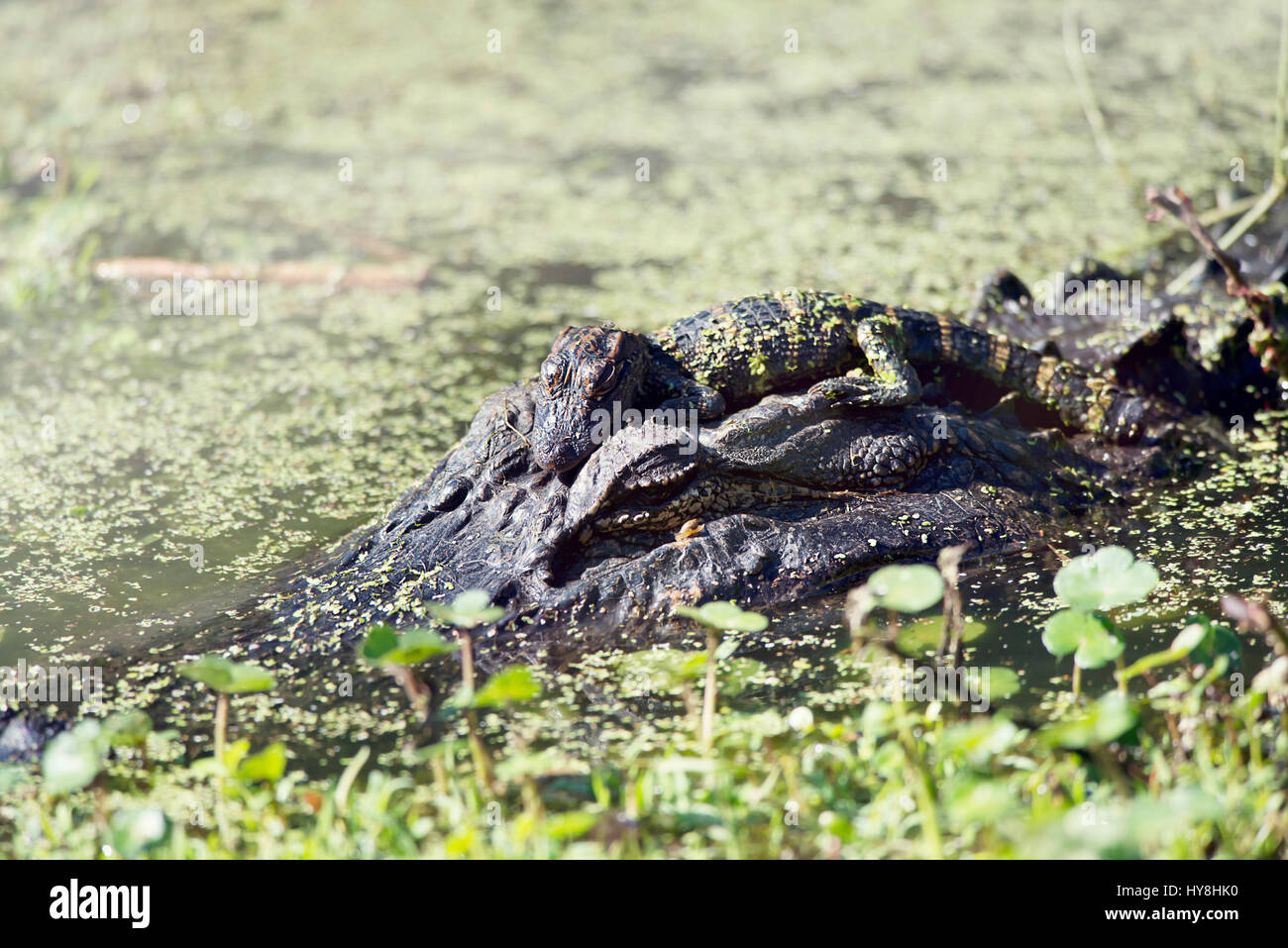 Baby Crocodile With Mother