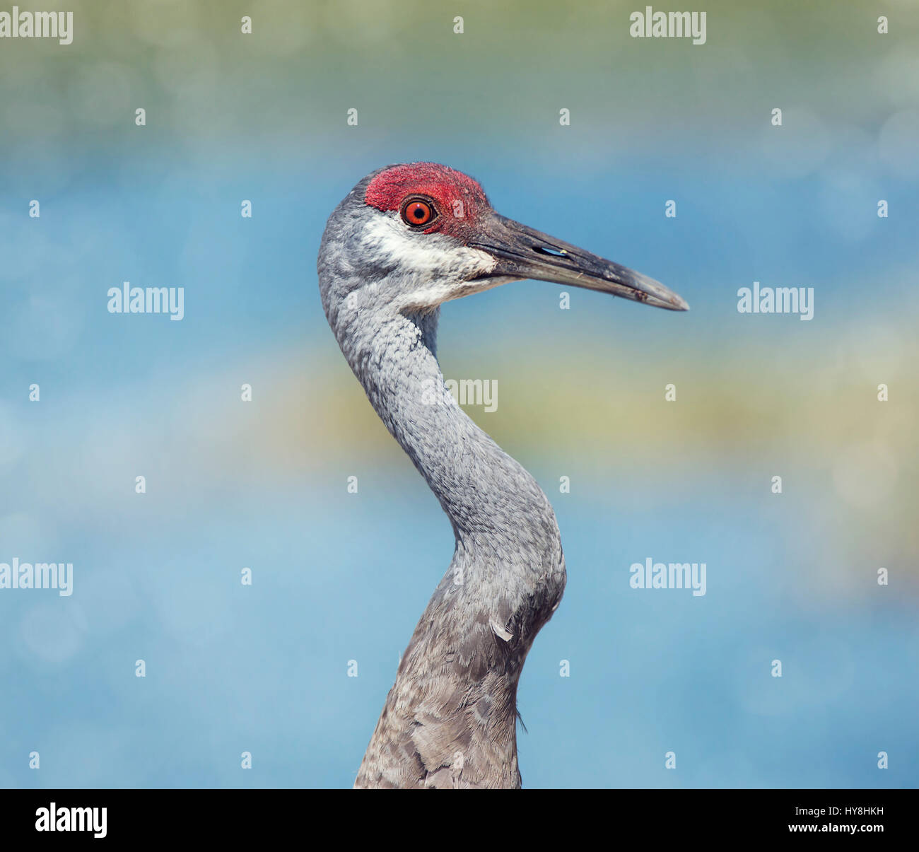 Sandhill crane closeup portrait hi-res stock photography and images - Alamy
