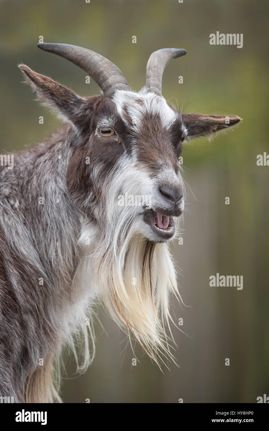 Goat with horns hi-res stock photography and images - Alamy