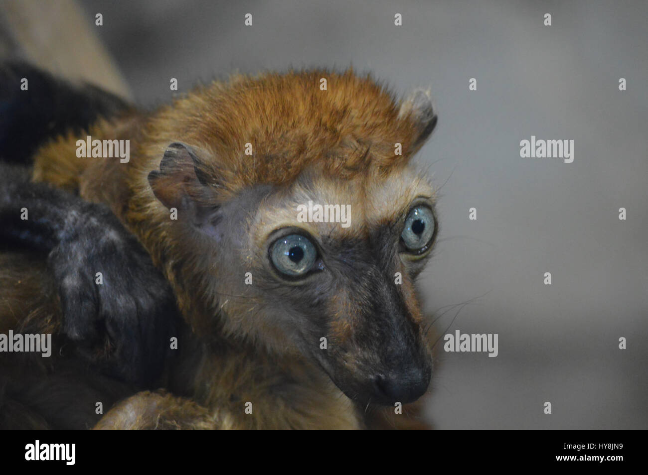 Blue Eyed Lemur Stock Photo - Alamy