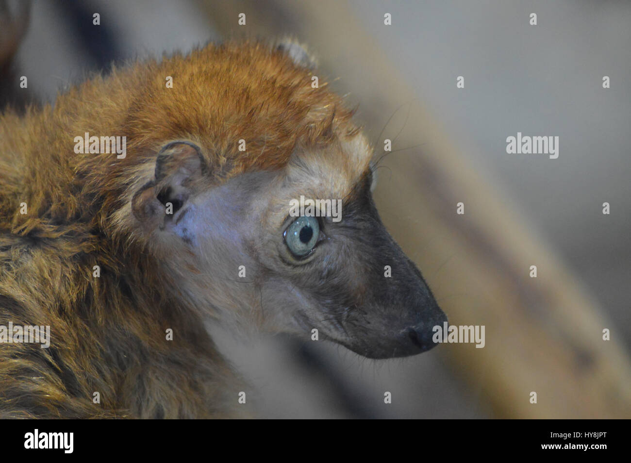 Blue Eyed Lemur Stock Photo - Alamy