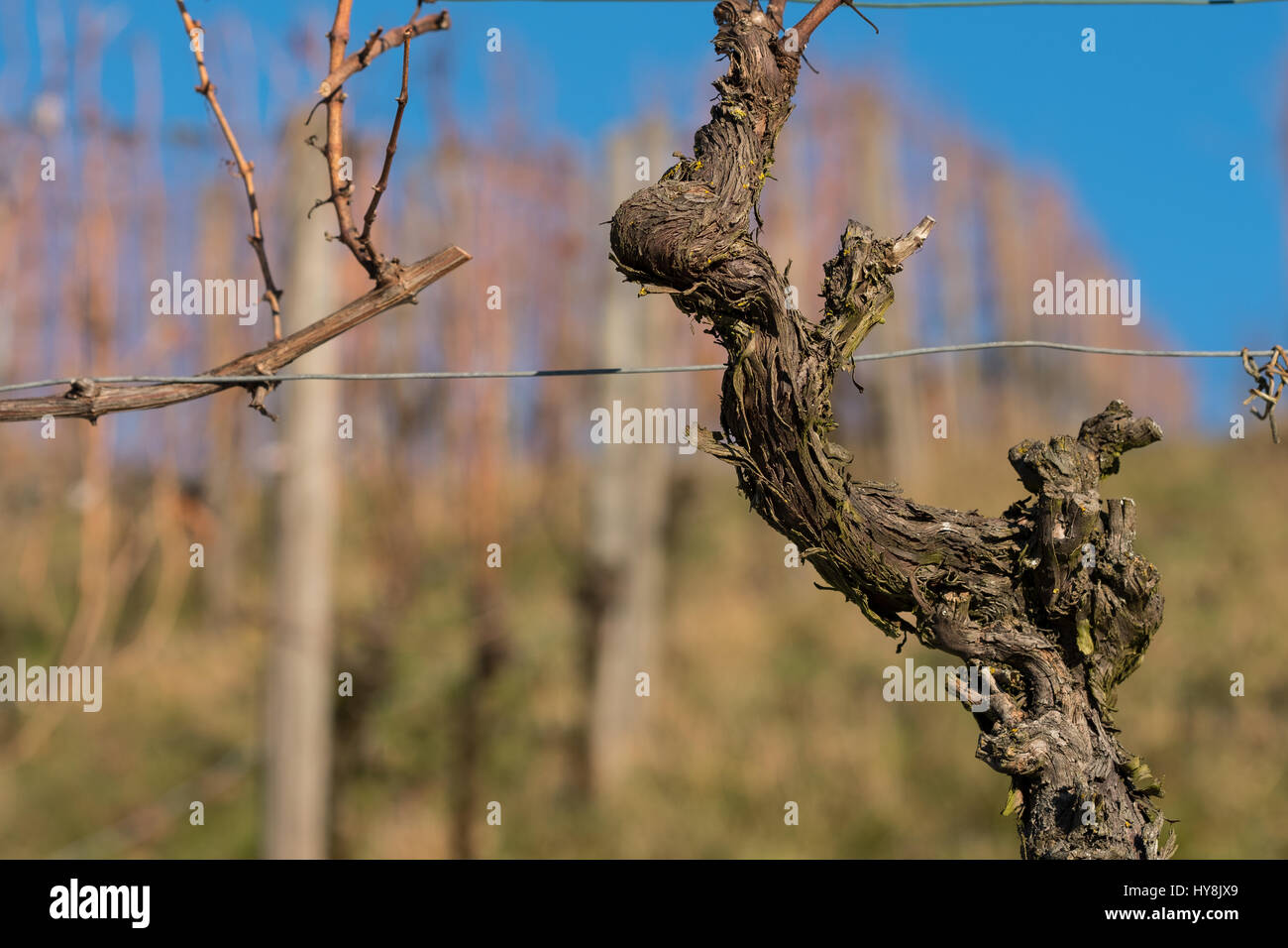 Old gnarled vine with bark and lichen in a vineyard Stock Photo - Alamy