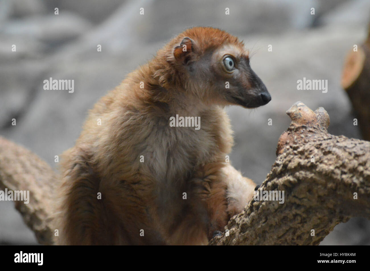Blue Eyed Lemur Stock Photo - Alamy