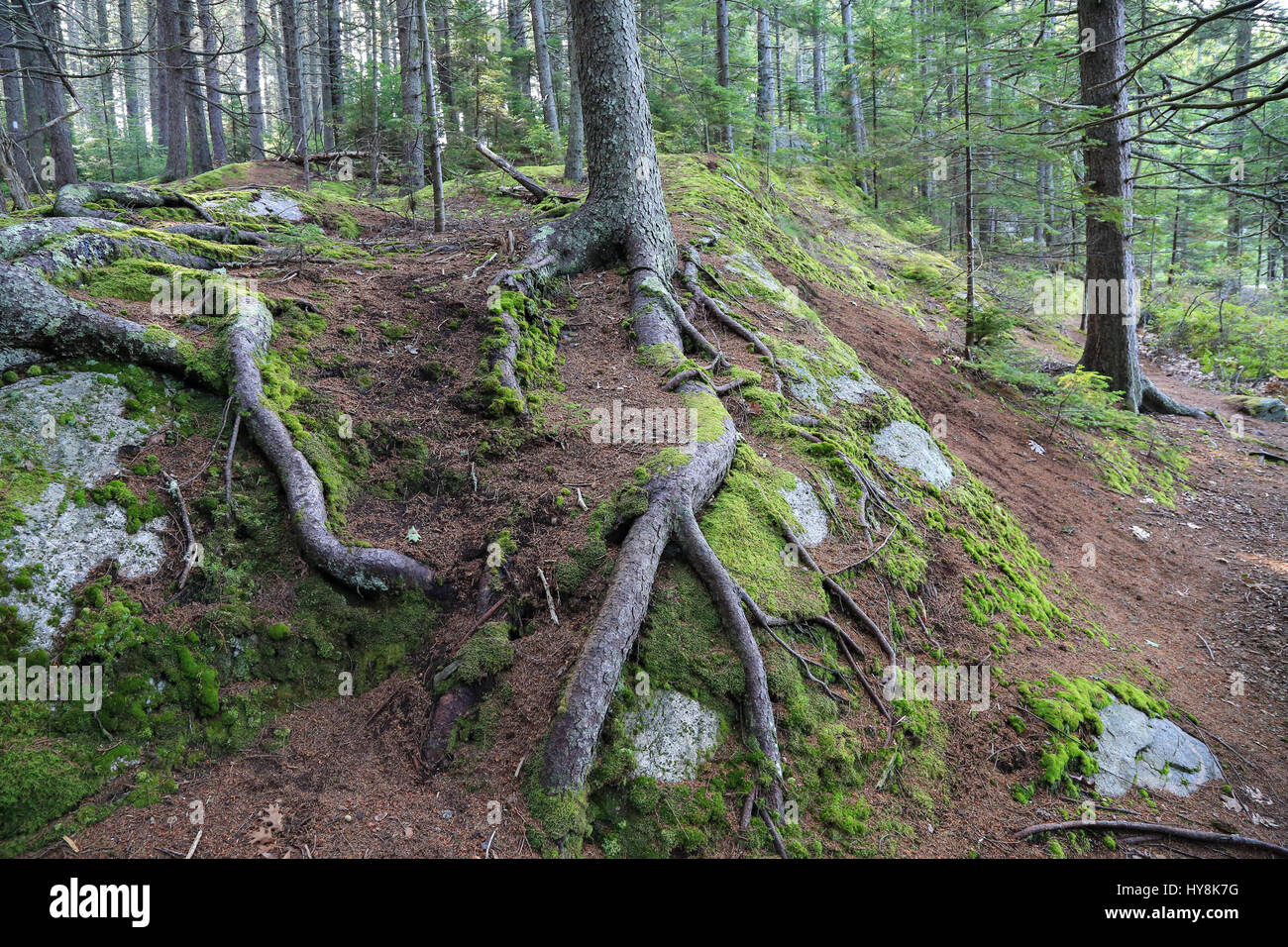 Tree growing around rock hi-res stock photography and images - Alamy