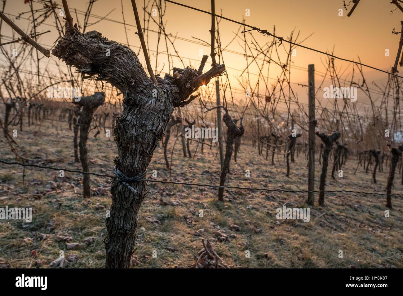 Old gnarled grapevine with bark in the backlit of the sun Stock Photo ...