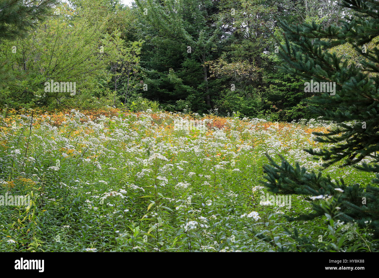 Wild flowers in a meadow Stock Photo - Alamy