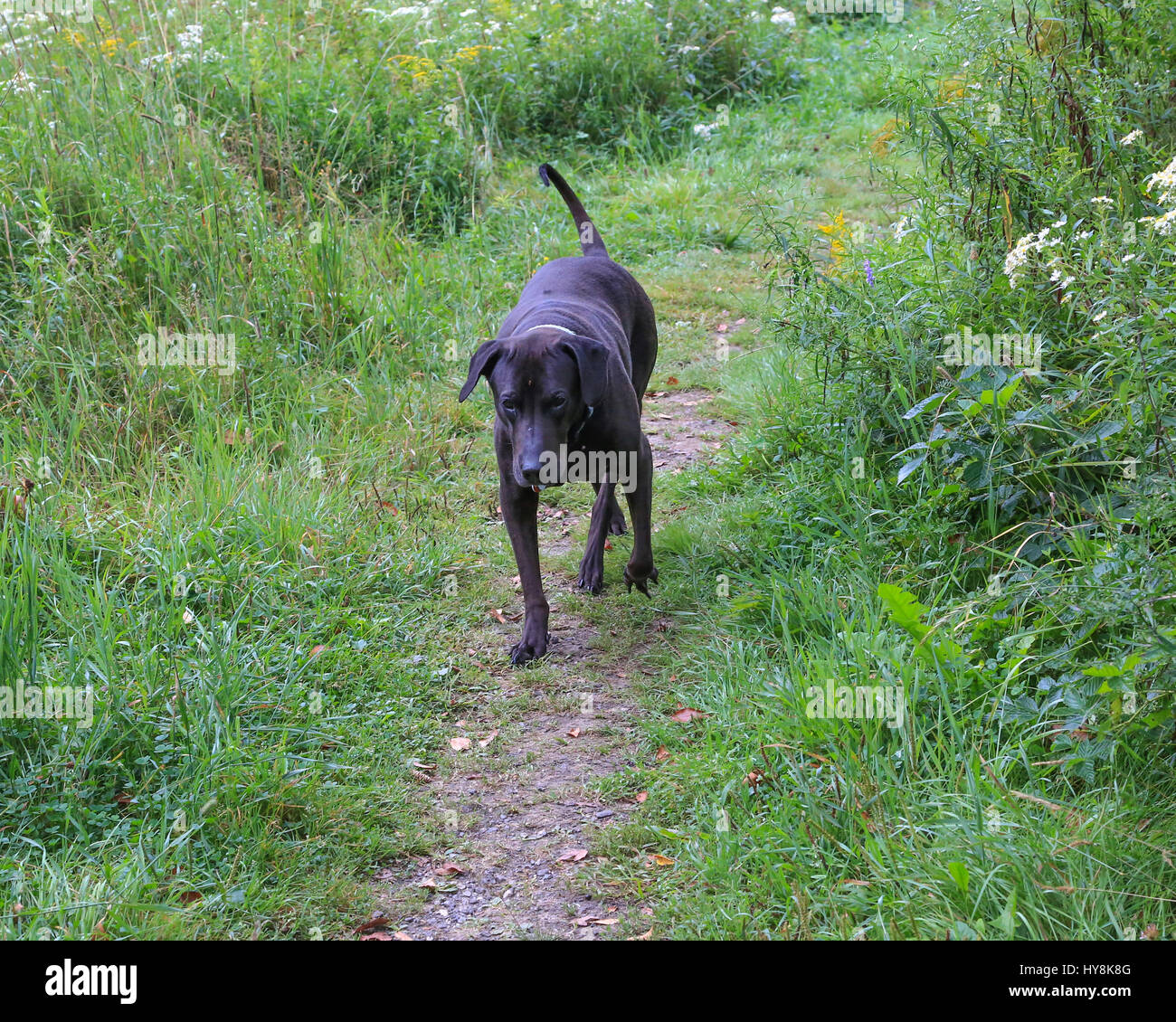 Labrador photos hi-res stock photography and images - Alamy