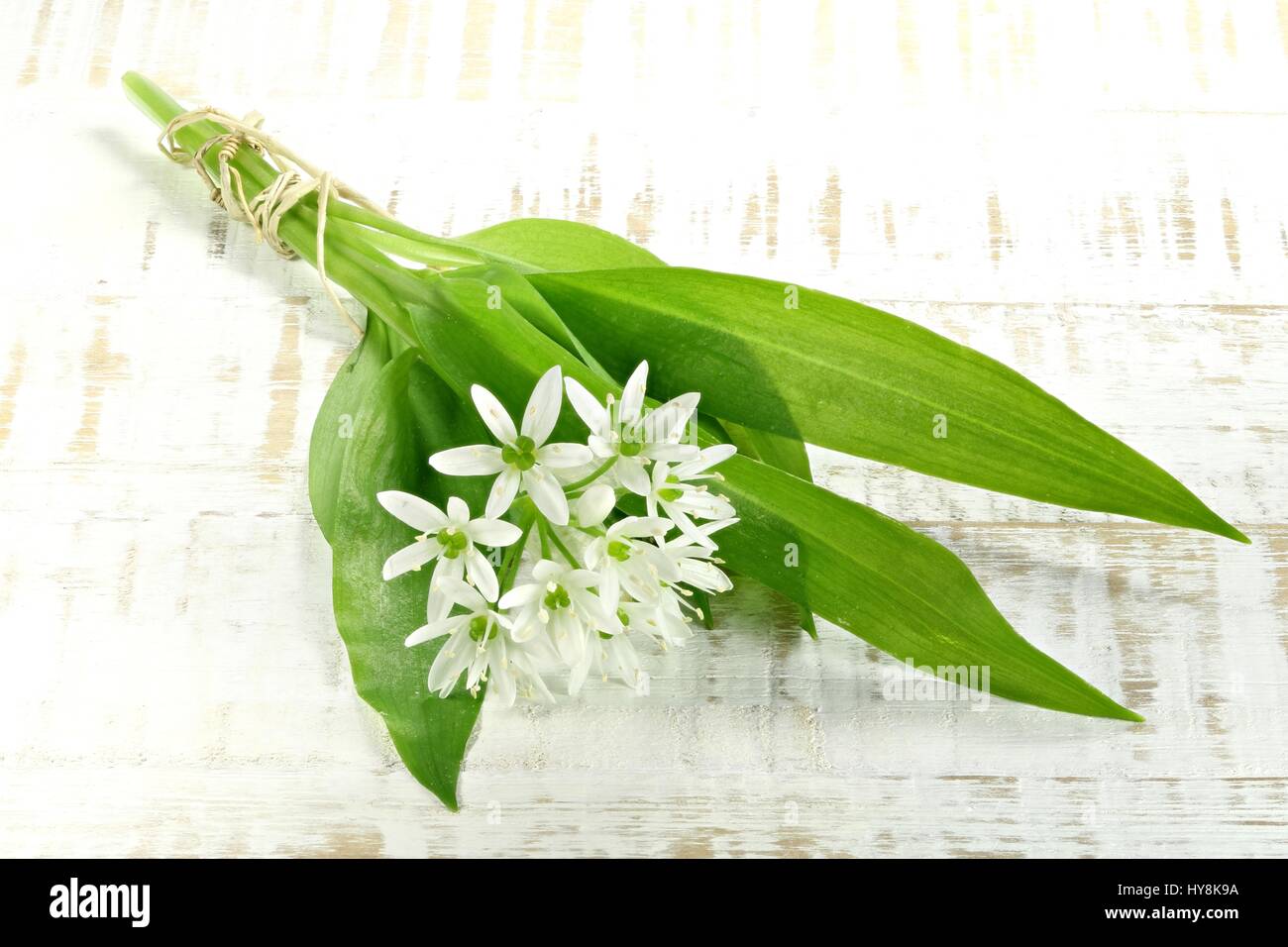 Ramson leaves hi-res stock photography and images - Alamy