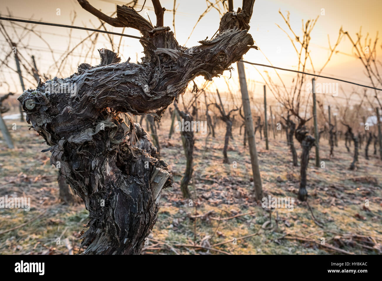 Old gnarled vine in winter in a vineyard in sunlight Stock Photo - Alamy